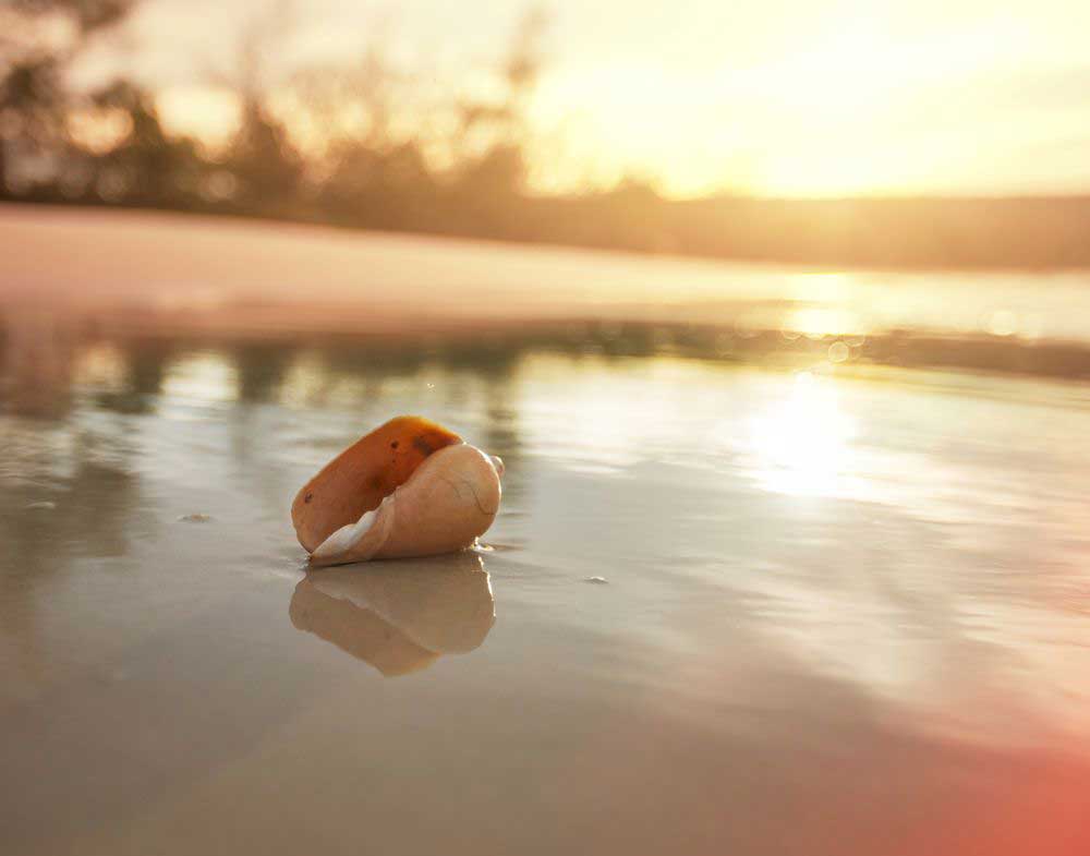 Unser Muschelkunde-Guide für euren Urlaub | 5vorFlug Blog